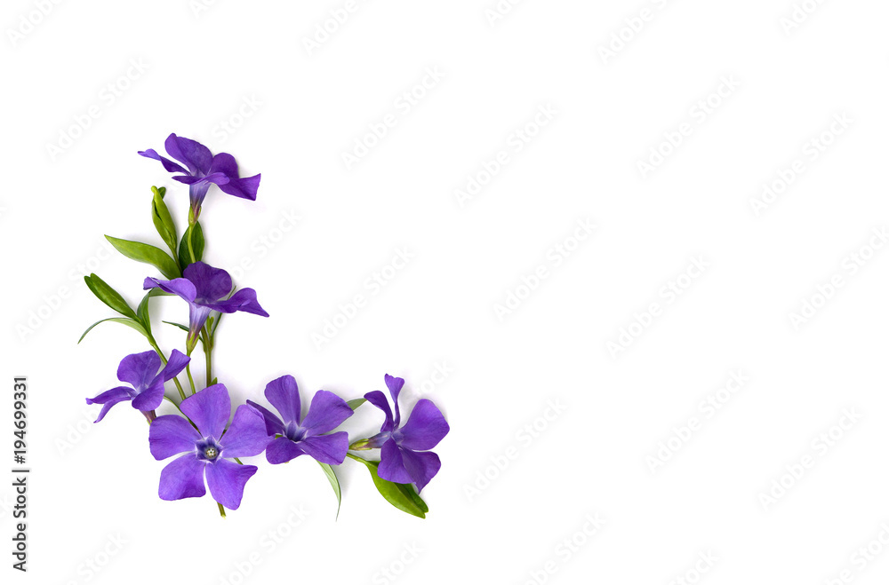 Periwinkle Flower Clipart Border