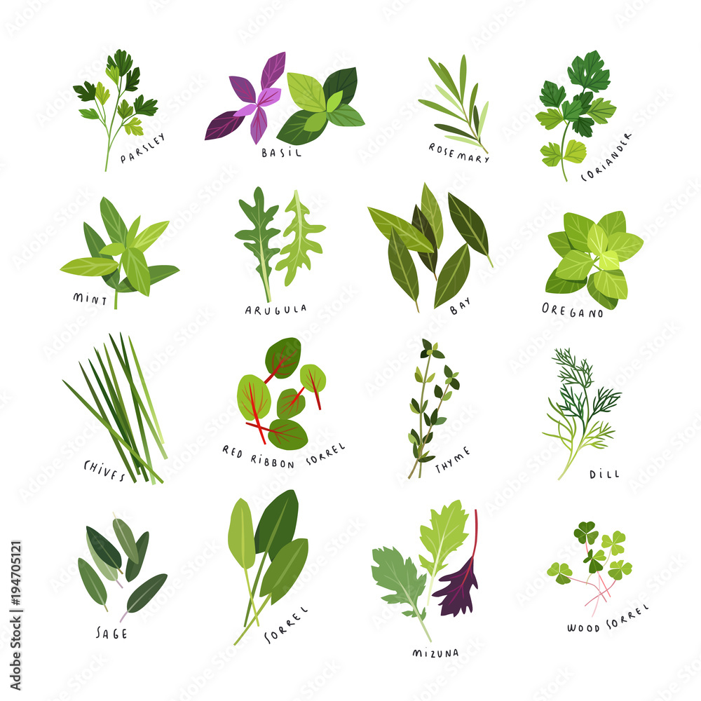 Clip art illustrations of herbs and spices such as parsley, basil ...