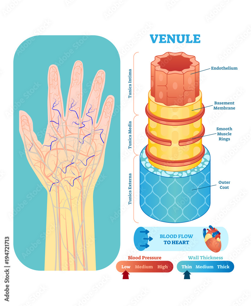 Venule anatomical vector illustration cross section. Circulatory system ...