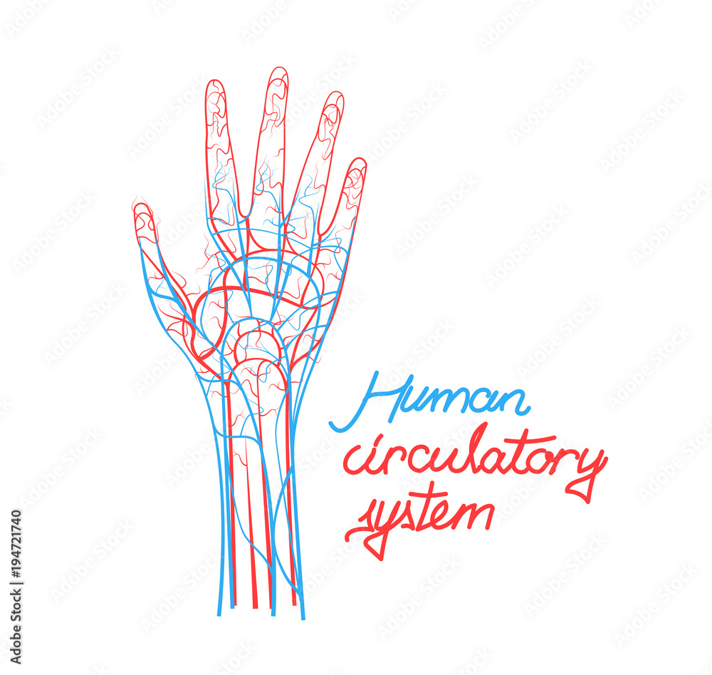 Conceptual Human Blood Circulatory System. Blood Vessels Scheme. Stock ...