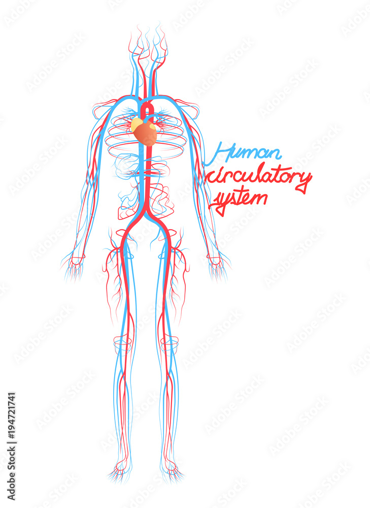 Conceptual Human Blood Circulatory System. Blood Vessels Scheme. Stock ...