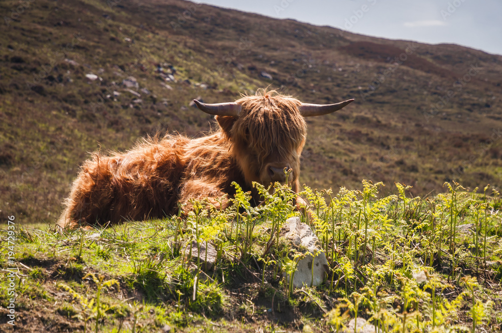 Highland Cow / An low angle image of a Highland cow lying at the side ...
