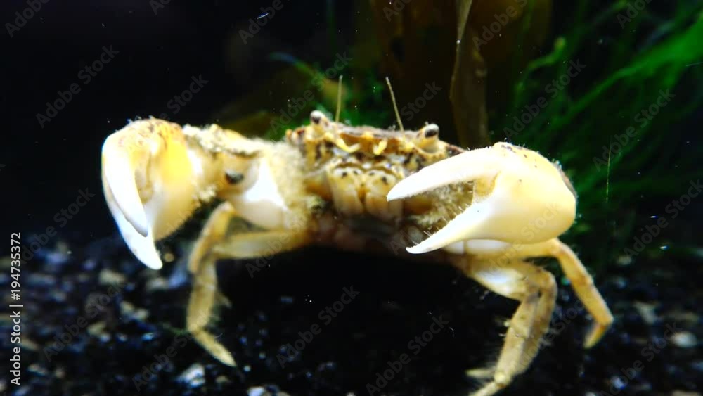 Invasive species, invader crab Rhithropanopeus harrisii (common names ...