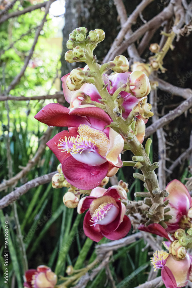 Shorea robusta, also known as śāl, sakhua or shala tree, is a species ...