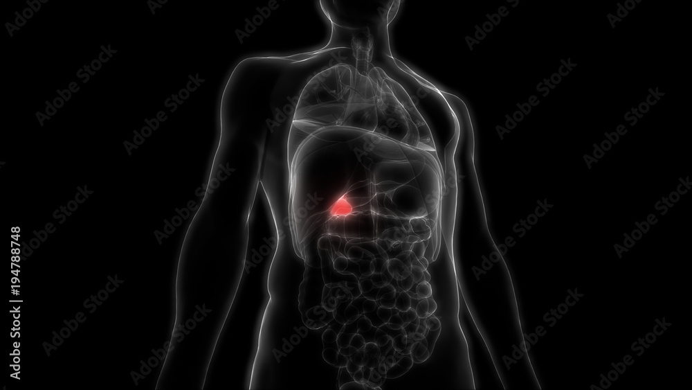 Human Body Organs Anatomy (Gallbladder) Stock Illustration | Adobe Stock