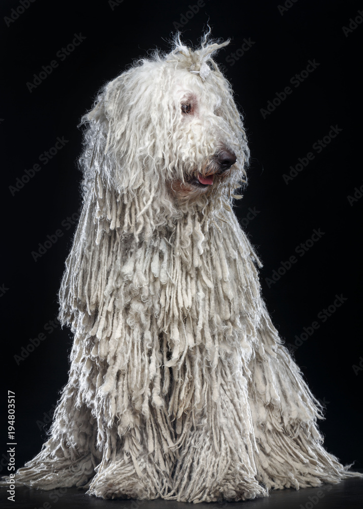 Black Komondor Puppy