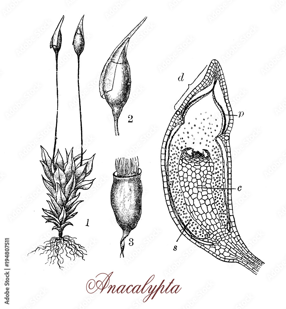 Biennial Plant Drawing
