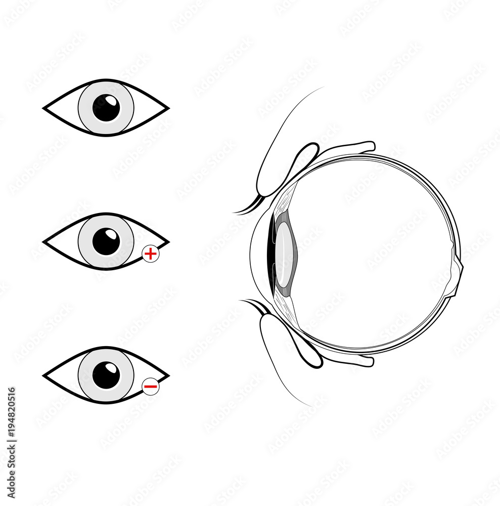 Vertical section of the eye and eyelids. Black and white. Stock Vector ...