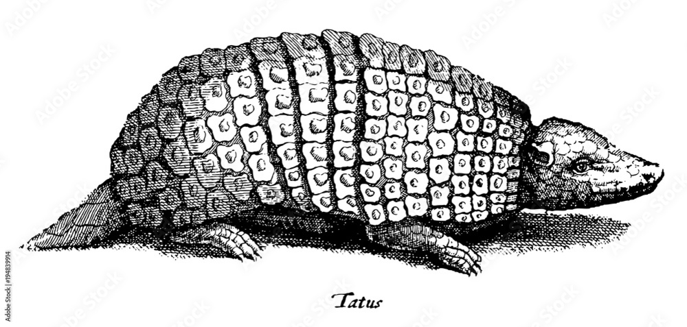 Armadillo in side view isolated on white background, after historical ...