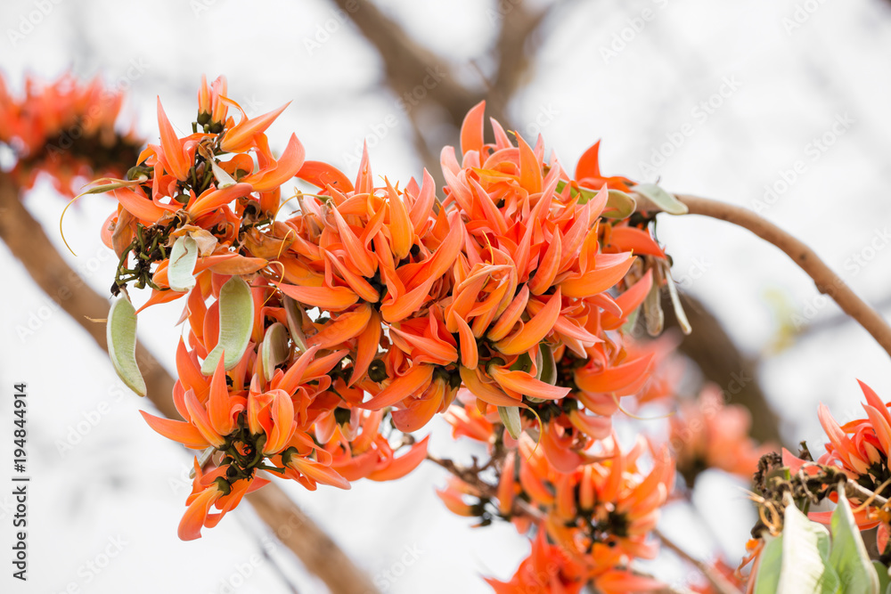 Butea monosperma is a species of Butea native to tropical and sub ...