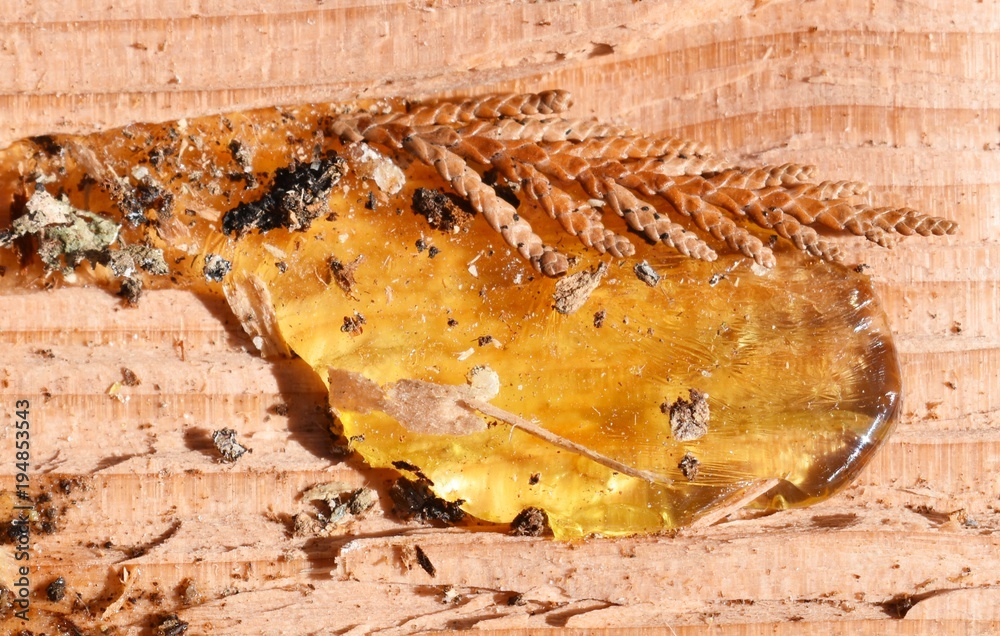 Blob of golden tree sap on split cedar firewood Stock Photo | Adobe Stock