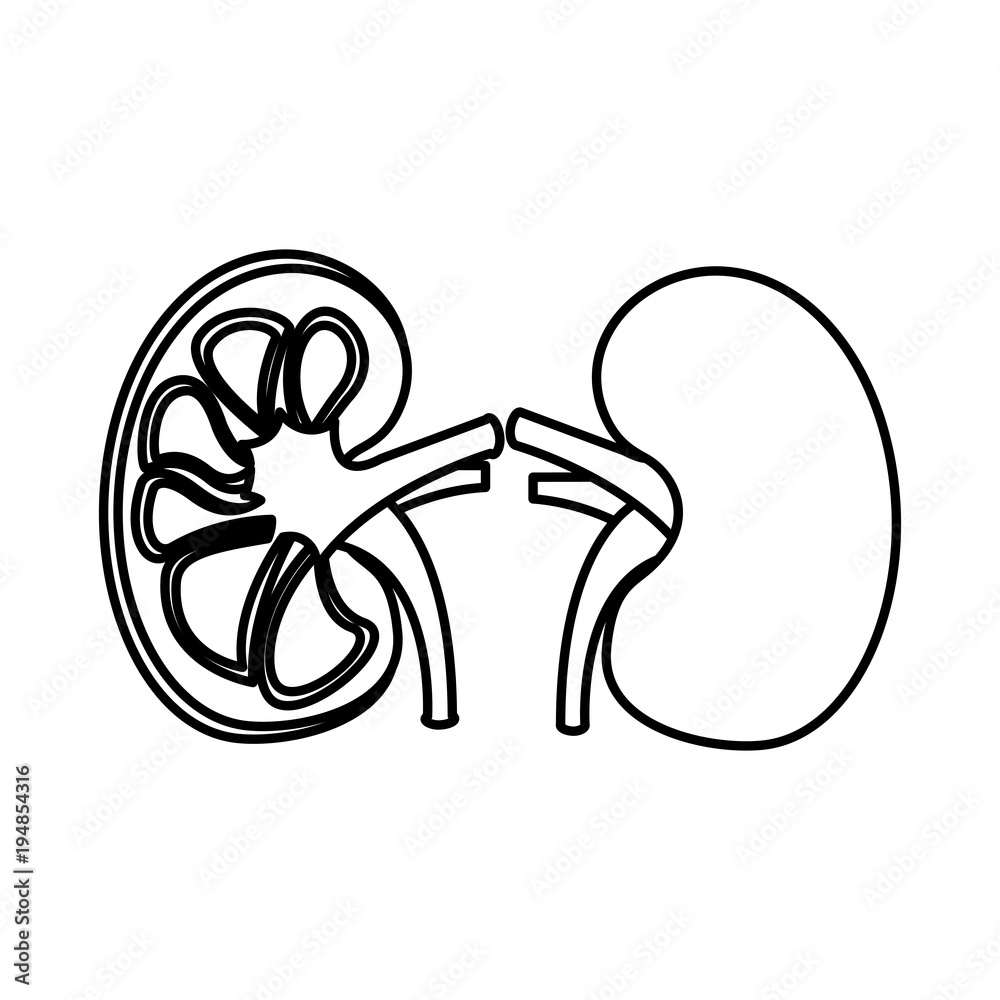 human organs kidney anatomy medical icon vector illustration outline ...