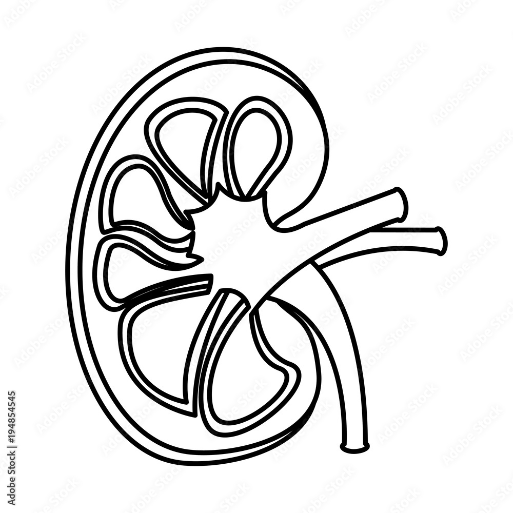 sick human kidney organ veins part icon vector illustration outline ...
