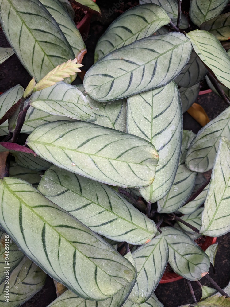 Flowering Fishbone Prayer Plant (Ctenanthe burle-marxii 'Amagris ...