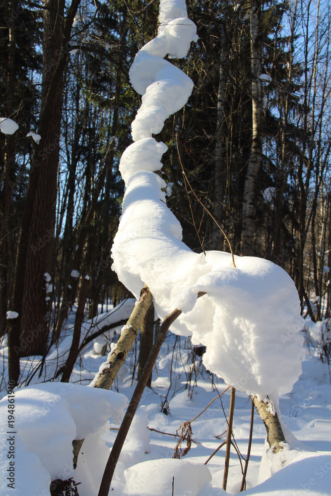 Beautiful snow in the Russian forest where the sun and the wind gave ...
