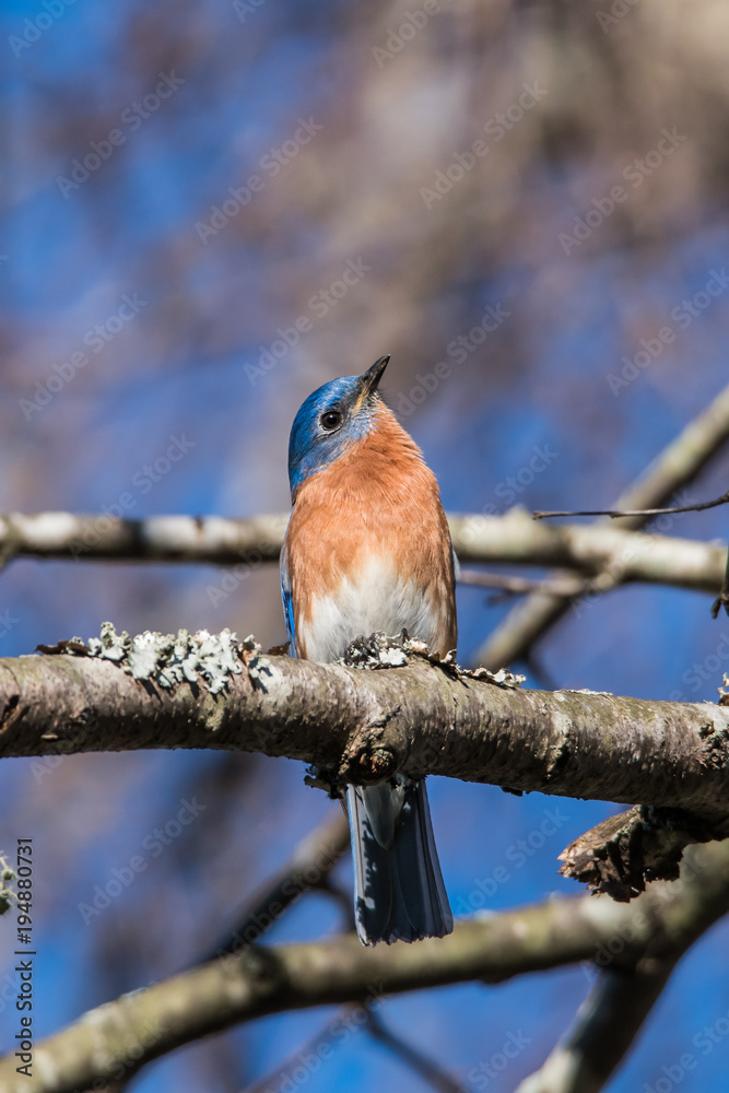 Eastern Bluebird looking up while perched on a branch in Winter in ...