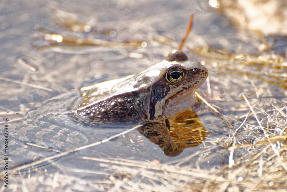 Frog sitting in the puddle partly raised above the water level and ...
