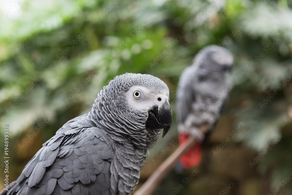 Pair Of African Grey Parrots