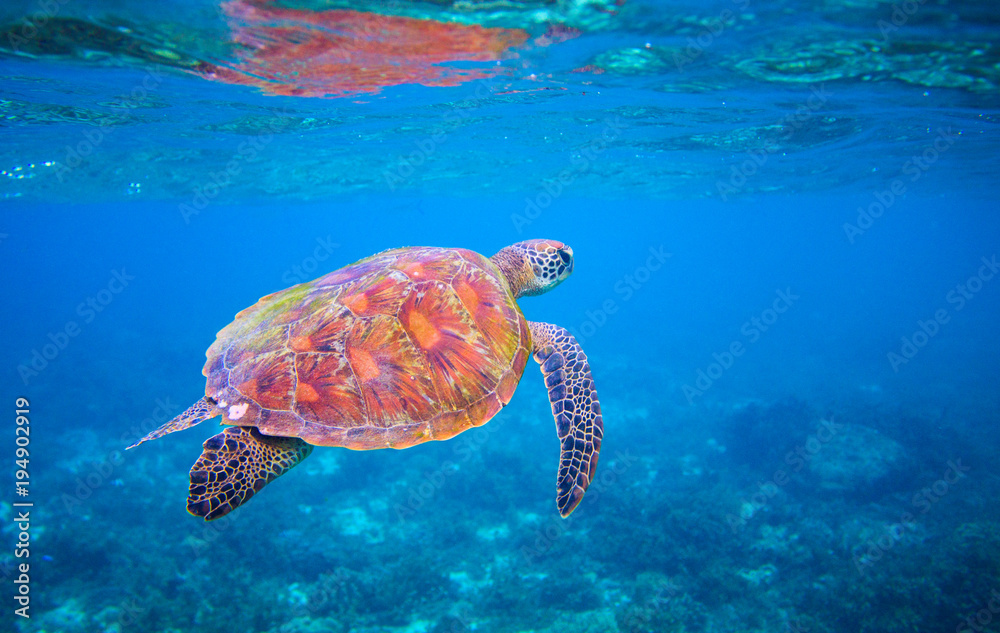 Cute sea turtle swims in sea water. Green sea turtle closeup. Wildlife ...
