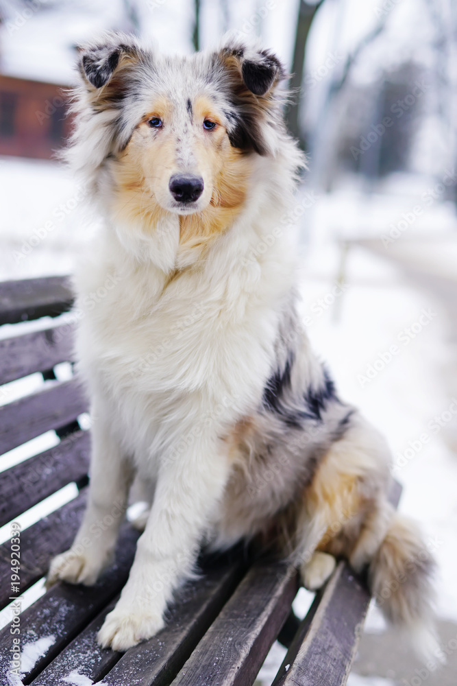 Rough Collie Blue Merle