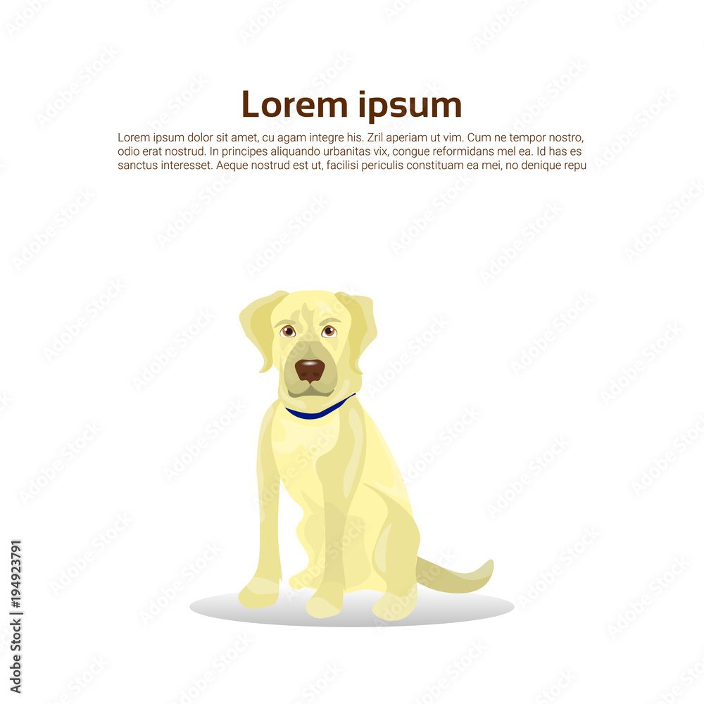 Retriever Dog Icon Of Labrador Isolated On White Background With Copy ...