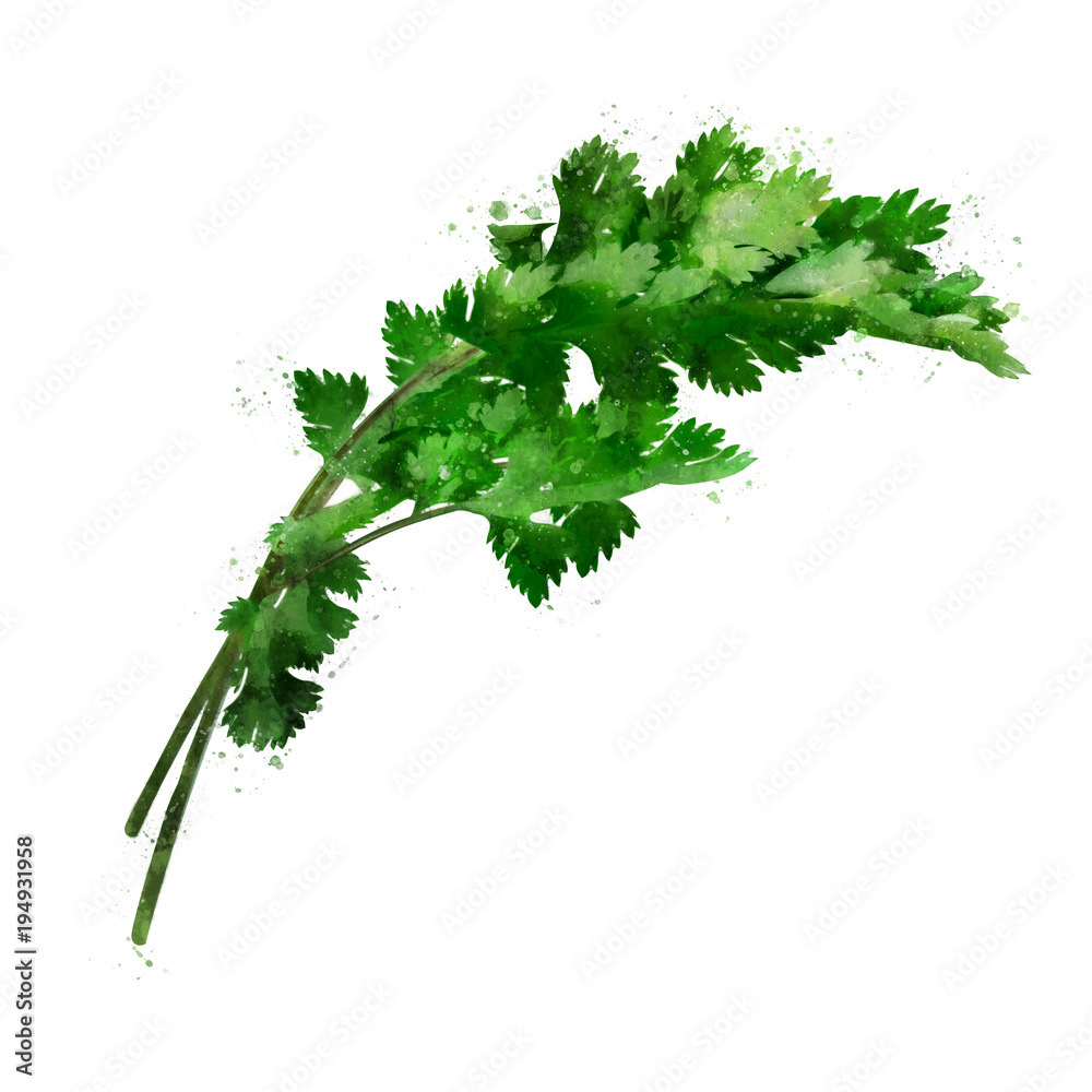 Cilantro on white background. Watercolor illustration Stock Photo ...
