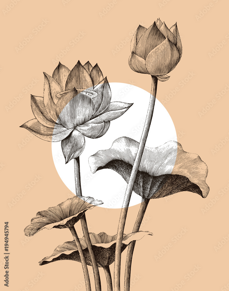 Lotus flower hand drawing vintage engraving style Stock Vector | Adobe ...
