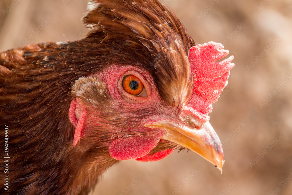Live Chicken Head Stock Photo | Adobe Stock