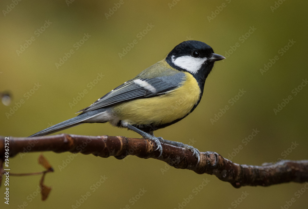 Bogatka zwyczajna, bogatka, sikora bogatka (Parus major) Stock Photo ...