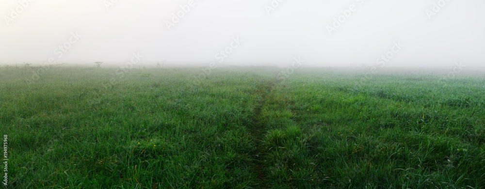Field of green grass in the dense morning fog. Panorama shot. Stock ...
