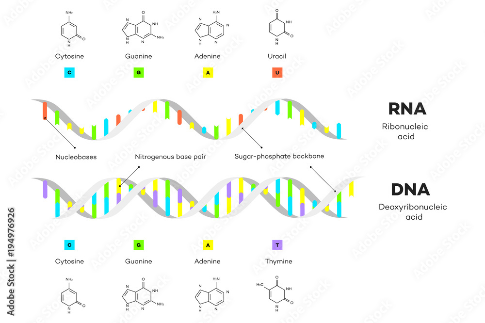 Molecular Structure Of DNA and RNA. Infographic Educational Vector ...