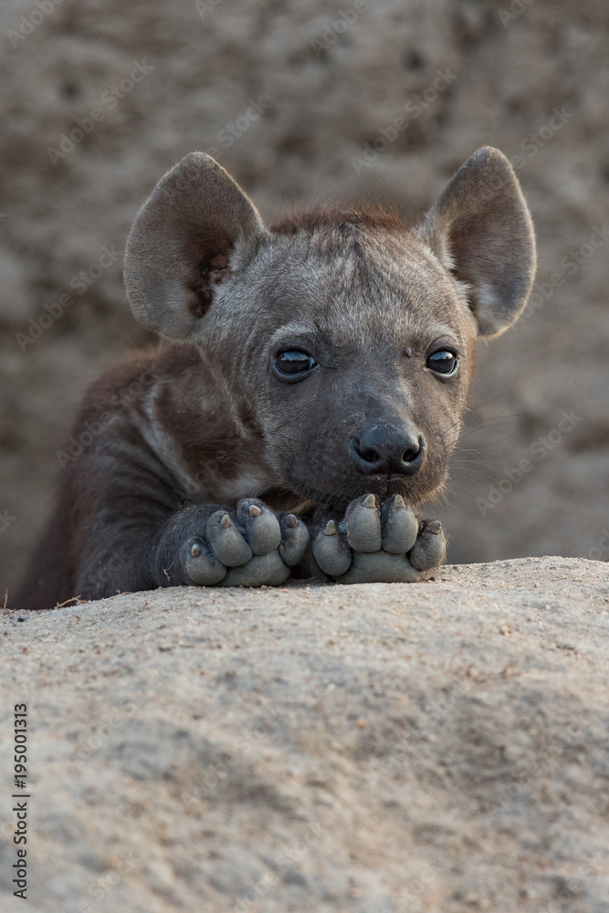 A vertical, colour image of a tiny black spotted hyena pup, Crocuta crocuta, staring at the ...