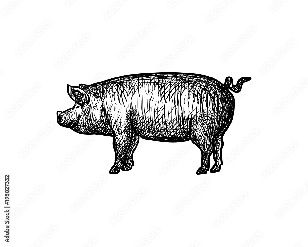 Animal Pig Hand Drawing Symbol Logo Vector Stock Vector | Adobe Stock