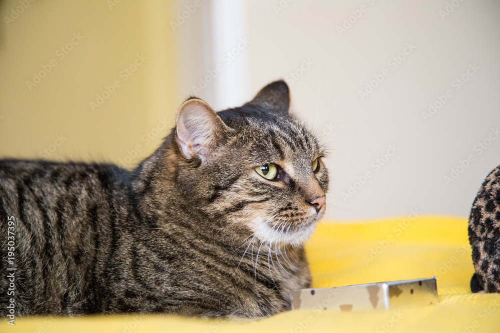 Portrait von Tigerkatze, Plüschtier und kleinem Jungen Stock Photo ...