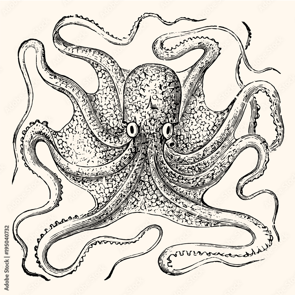 Vintage Octopus Vector Illustration - 1800 Nautical Line Art Stock ...
