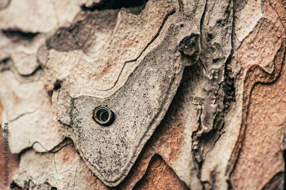 Texture of old pine close-up. Incredibly beautiful pattern. Bullet from ...
