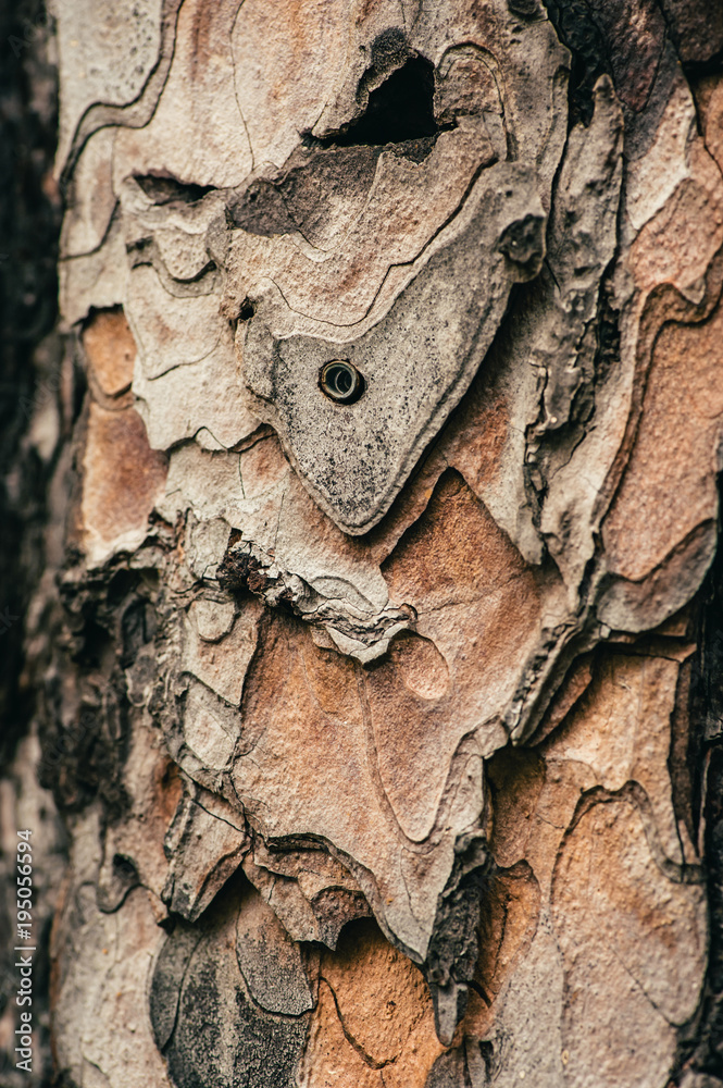 Texture of old pine close-up. Incredibly beautiful pattern. Bullet from ...