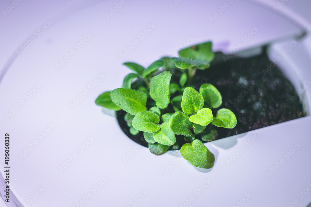 Oregano Sprouts