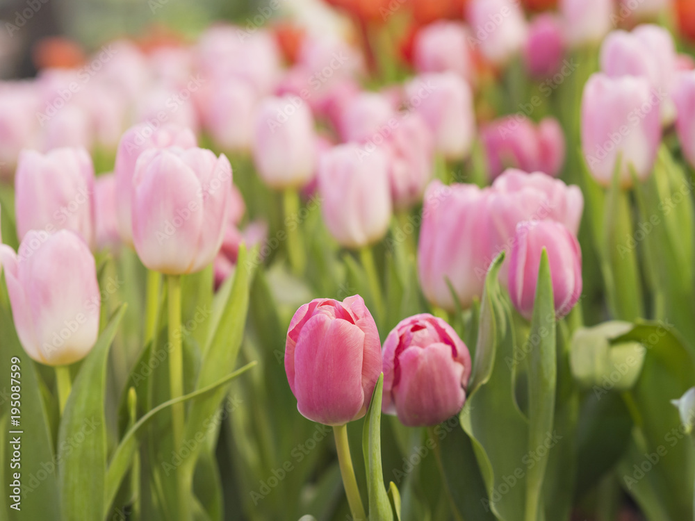 Light Pink Tulips