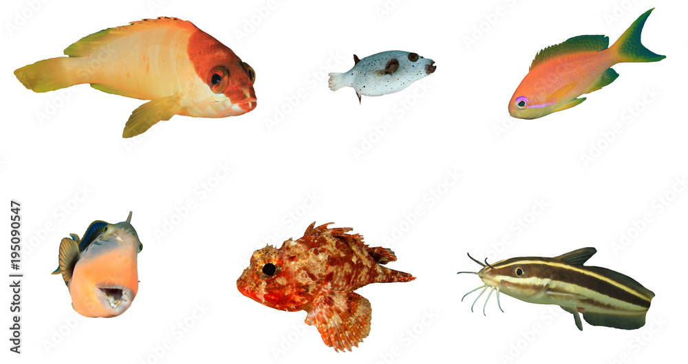 Fish collection isolated on white background Stock Photo | Adobe Stock