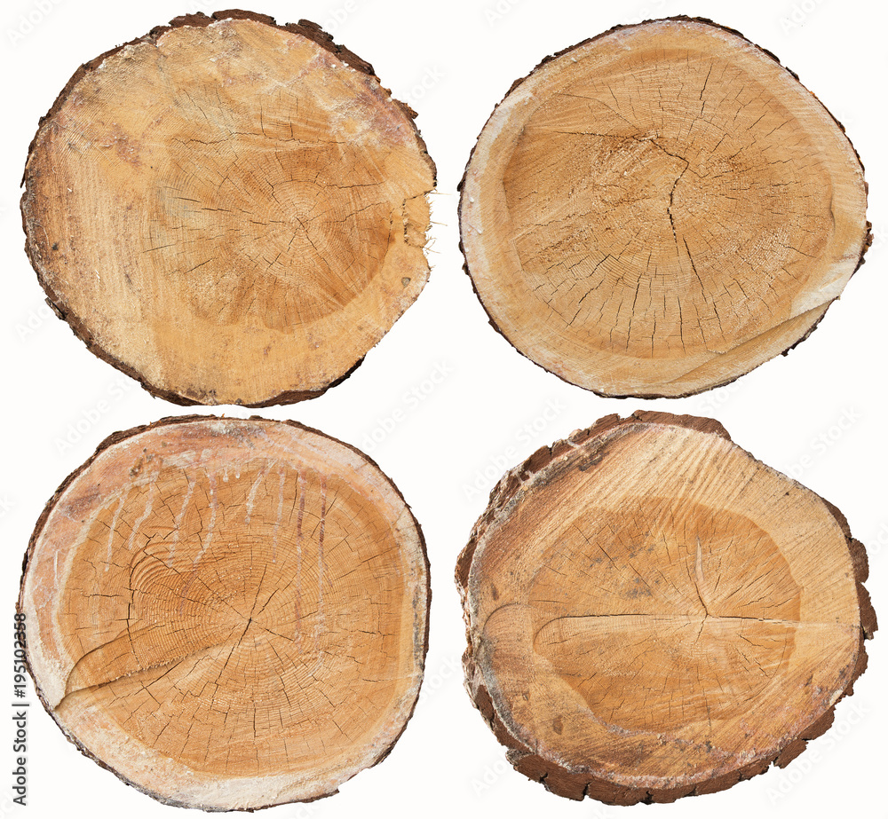 Set of pine wood cross section isolated on white Stock Photo | Adobe Stock