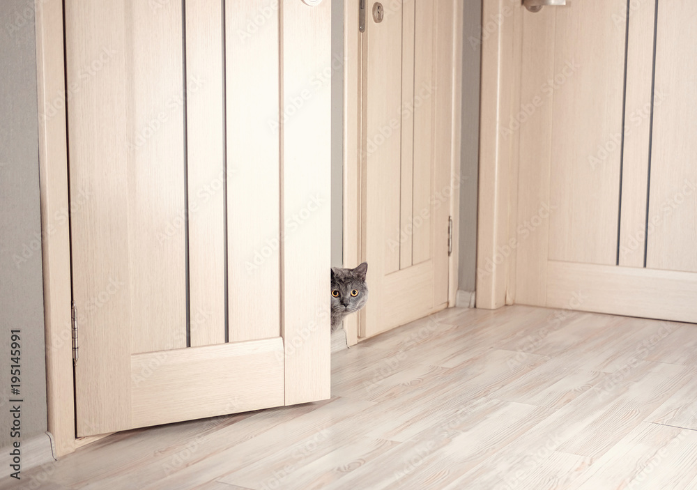 Funny Fat Cat Door