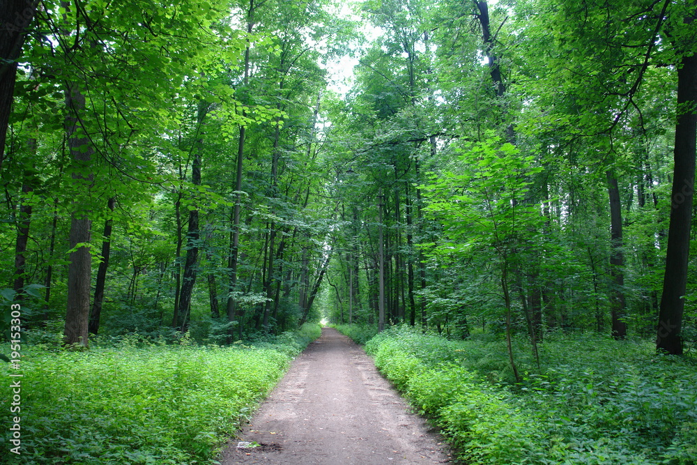 Deciduous Forest Summer