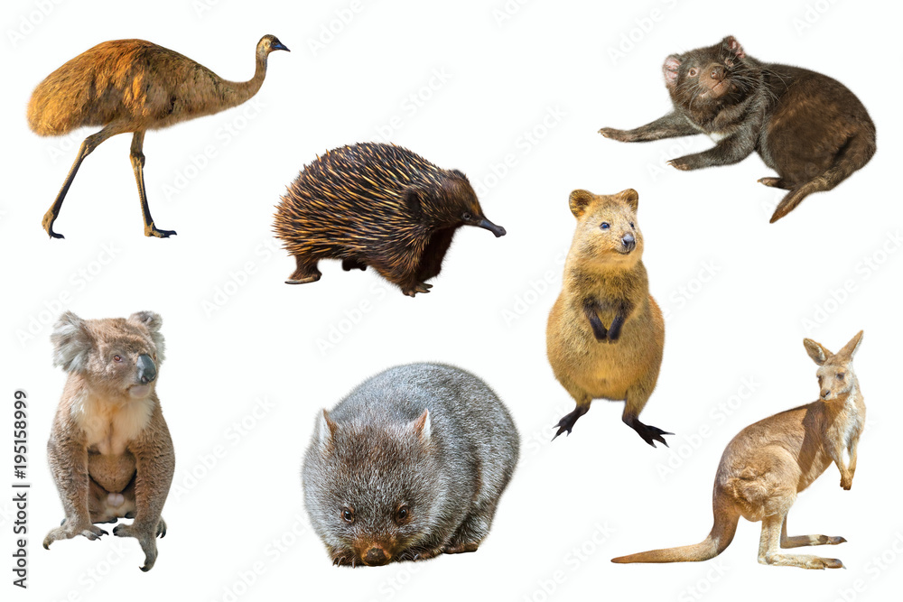 Collage of Australian animals, isolated on white background. The Emu ...