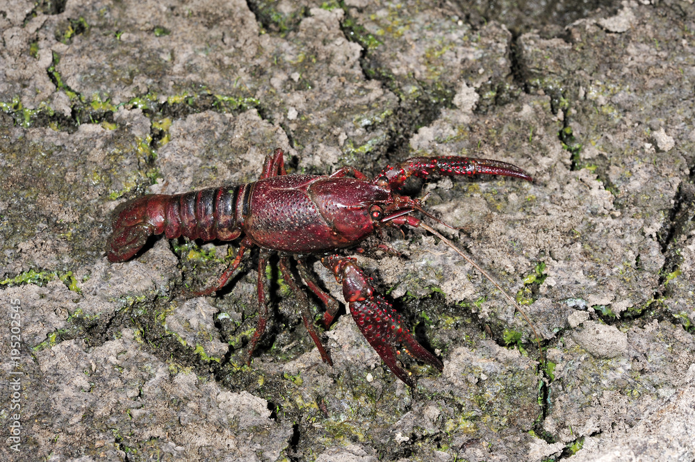 Roter Amerikanischer Sumpfkrebs / Louisianakrebs (Procambarus clarkii ...