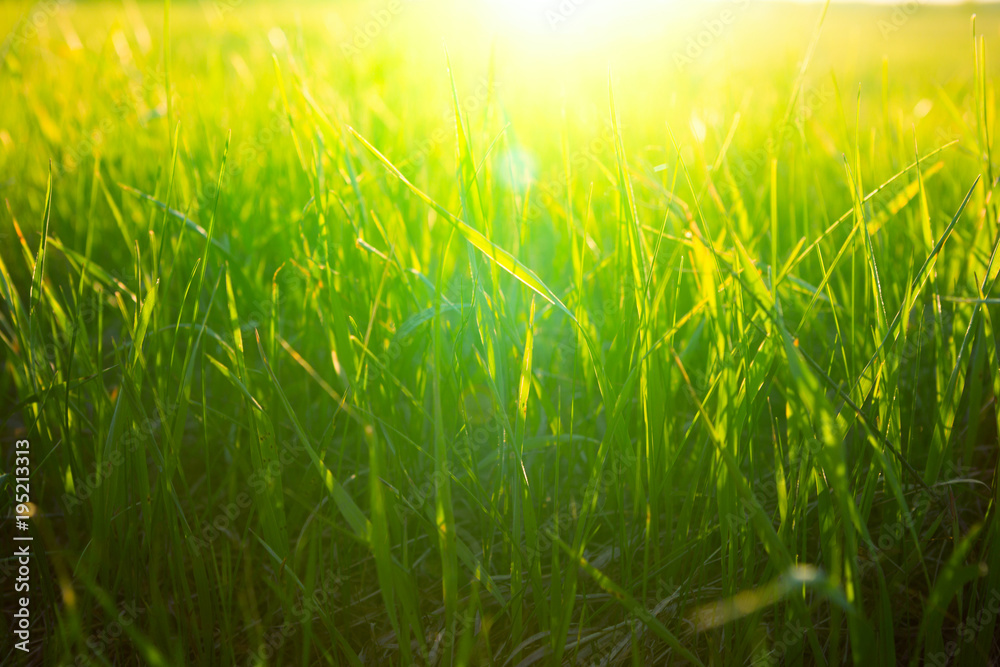 Green Grass Field Sunset