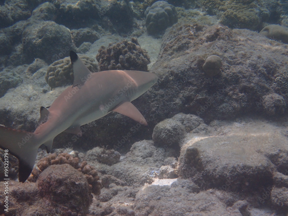 Schwarzspitzen-Riffhai Malediven Stock-Foto | Adobe Stock