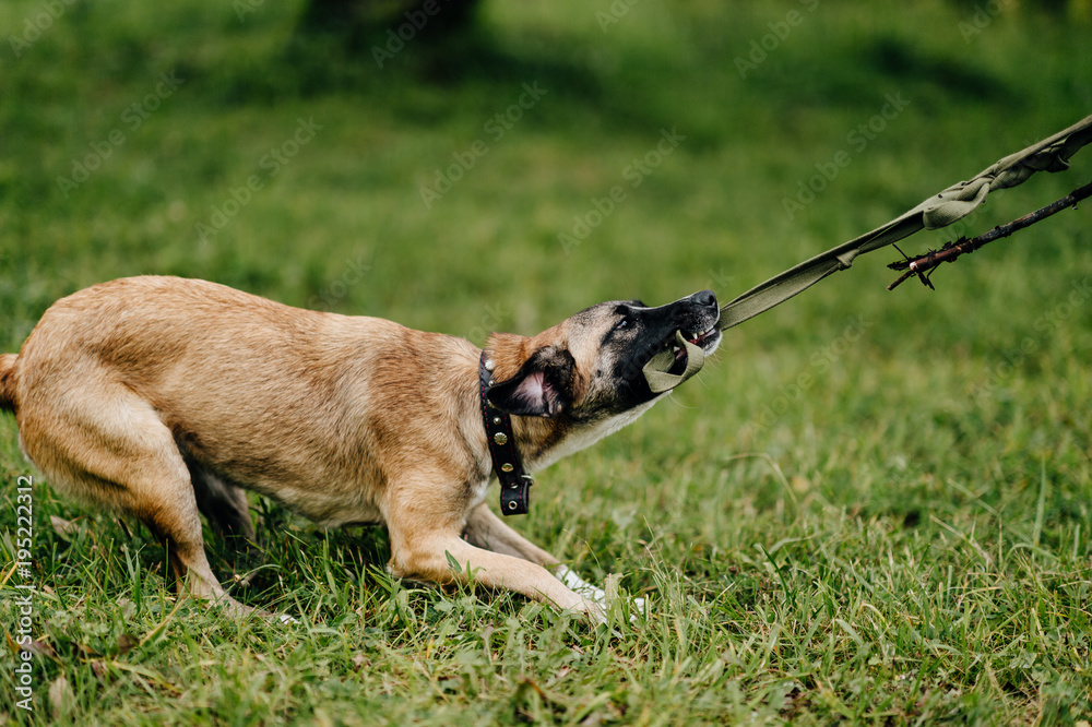 Foto de Happy playful frisky fast and furious puppy enjoying freedom at ...