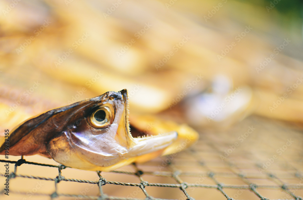 Dead, drying fish in Thailand Stock Photo | Adobe Stock