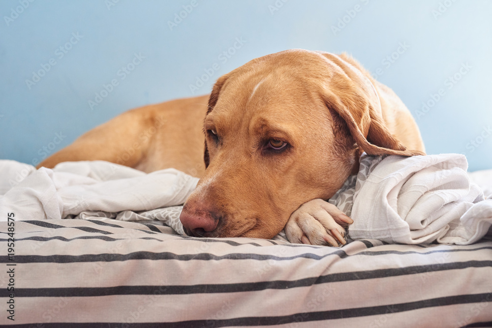 Tired dog lying on bed Stock Photo | Adobe Stock